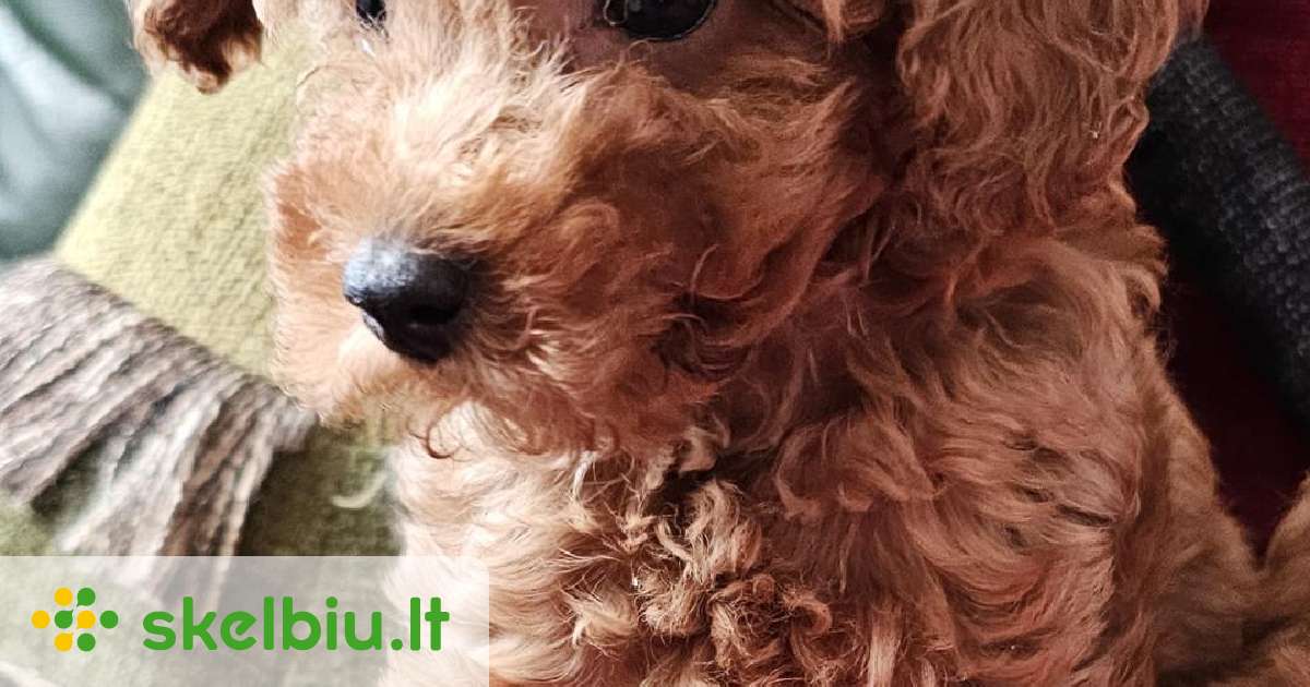 Toy pudeliai - Skelbiu.lt