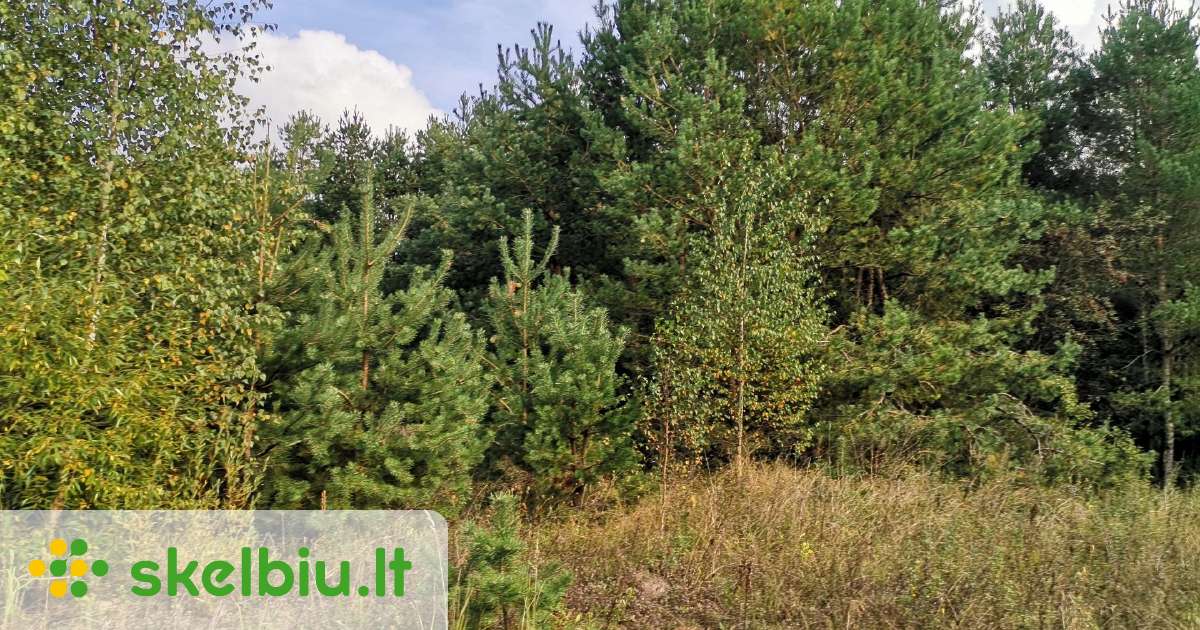1,29 ha sklypas netoli Dusios - Skelbiu.lt