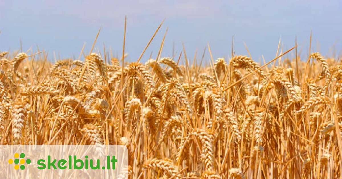 Grūdai - Skelbiu.lt