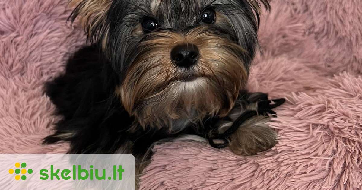 Jorkšyro terjeras su kilmės dokumentais - Skelbiu.lt