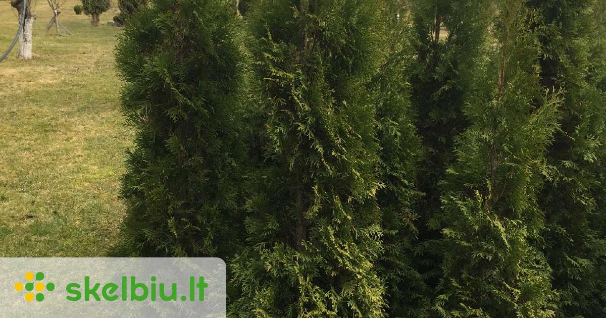 Tujos - Skelbiu.lt