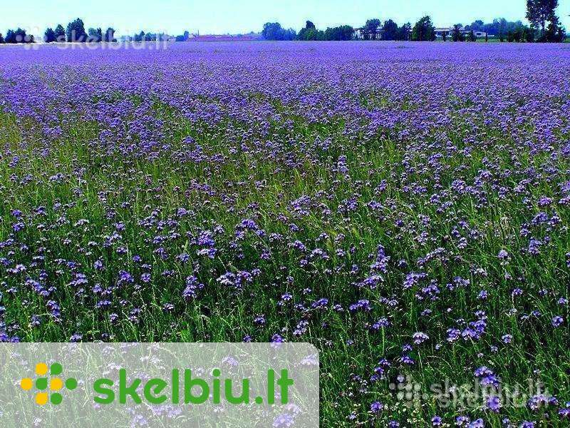 seklos parduodu plunges r skelbimai - Skelbiu.lt