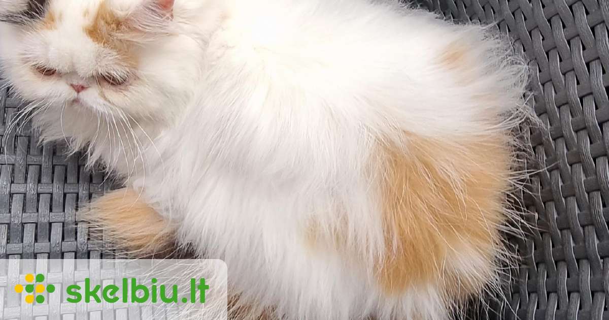 Pūkuota persų katytė - Skelbiu.lt