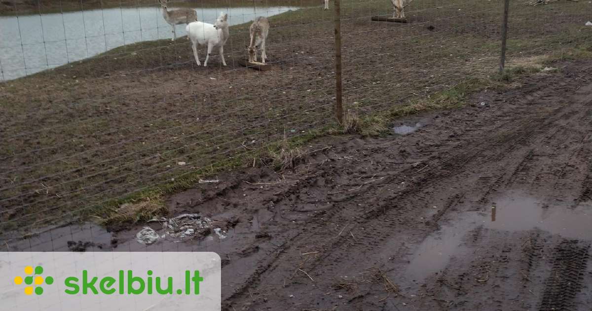 danieliai mazeikiu r skelbimai - Skelbiu.lt