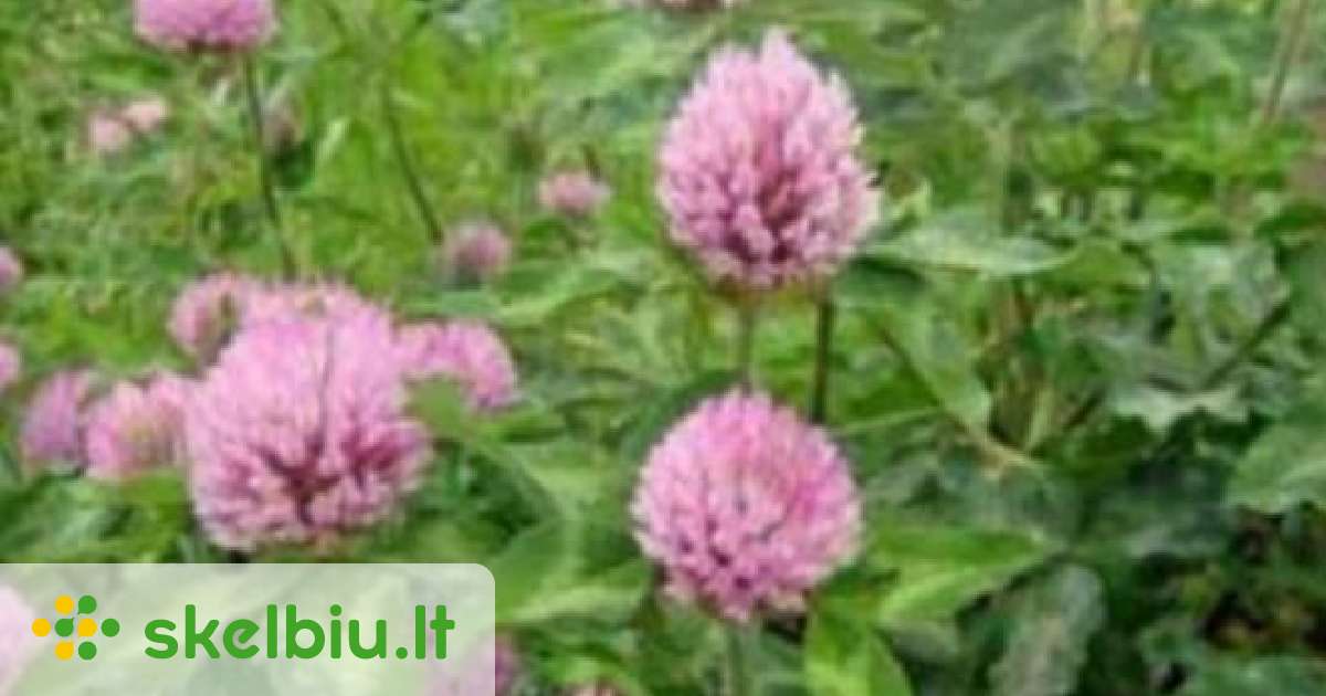 liucerna siauliai skelbimai - Skelbiu.lt