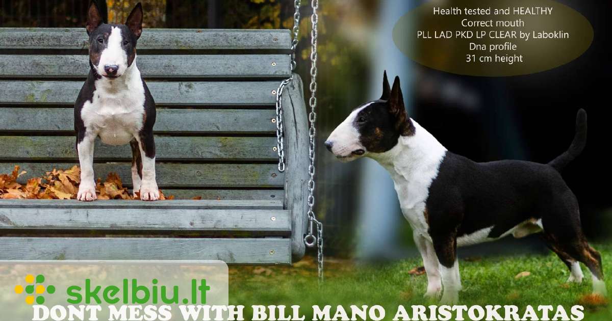 bulterjer skelbimai - Skelbiu.lt