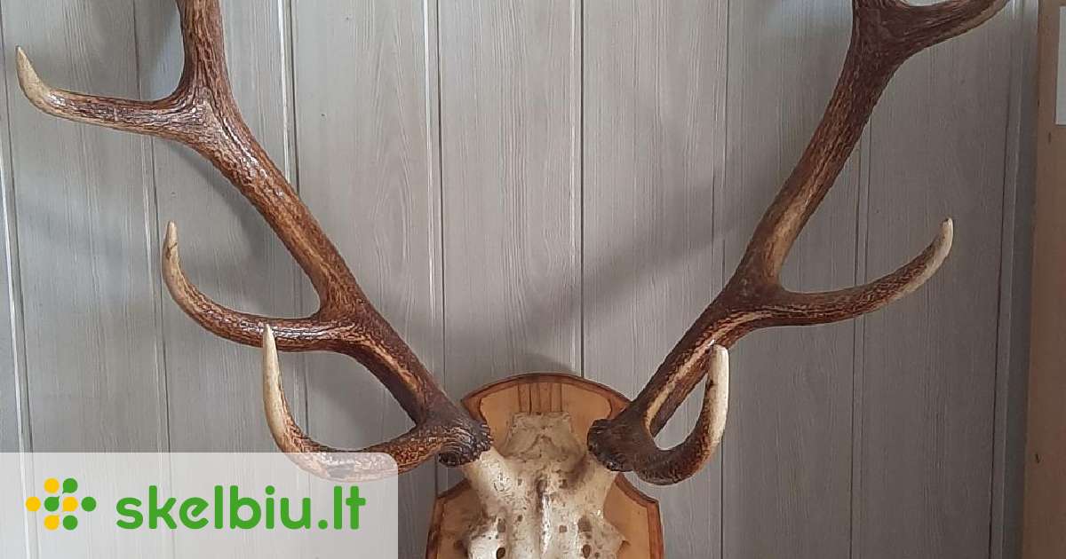 Elnio ragai - Skelbiu.lt