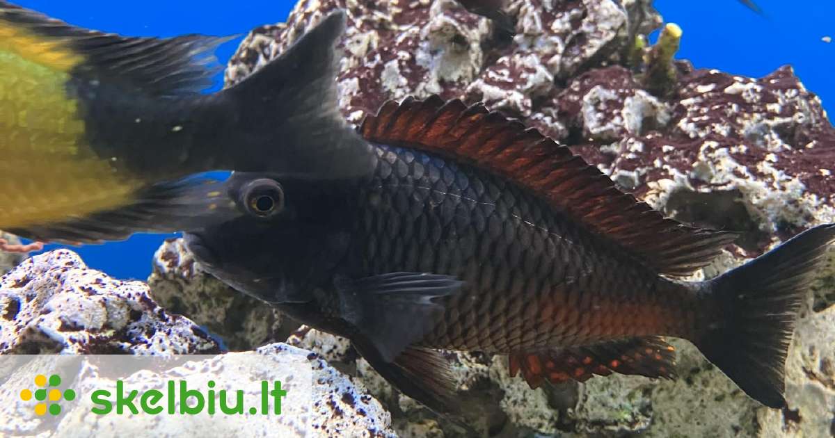 Tropheus Chimba - Skelbiu.lt