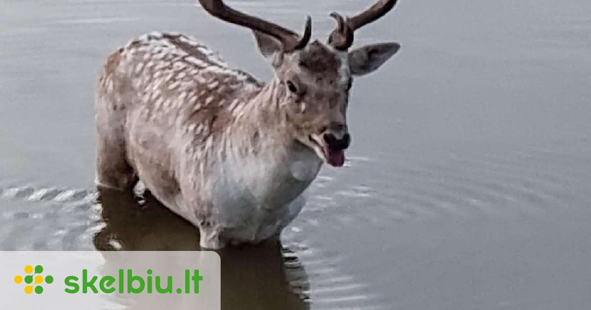 Perliniai Danieliai - Skelbiu.lt