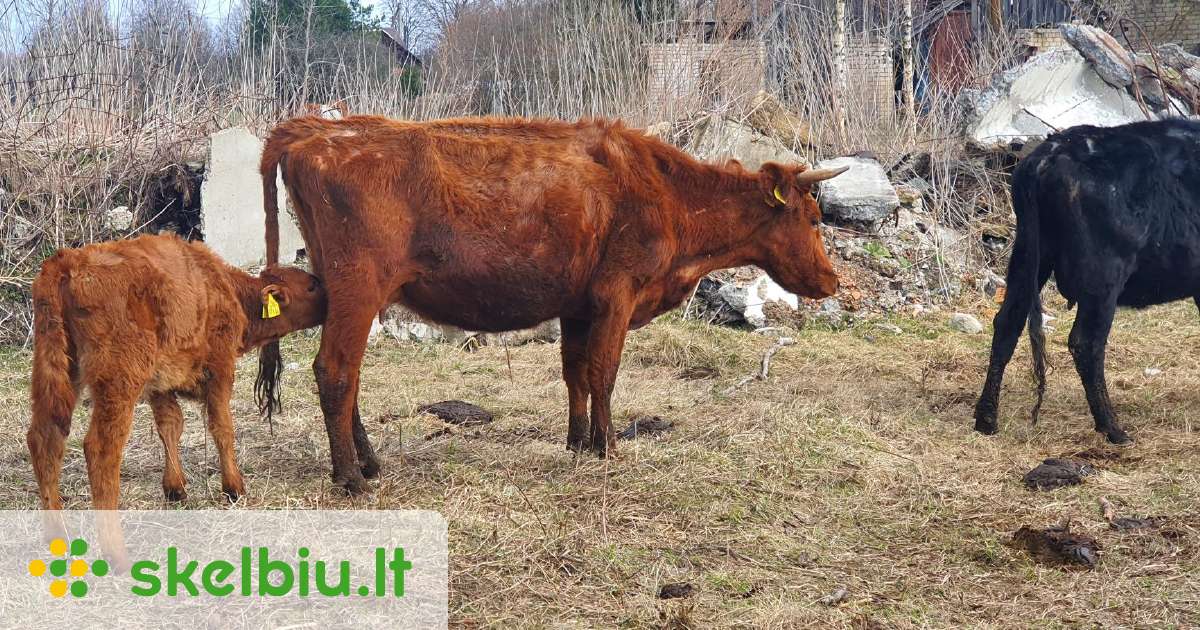 Karvė su telyčaite - Skelbiu.lt