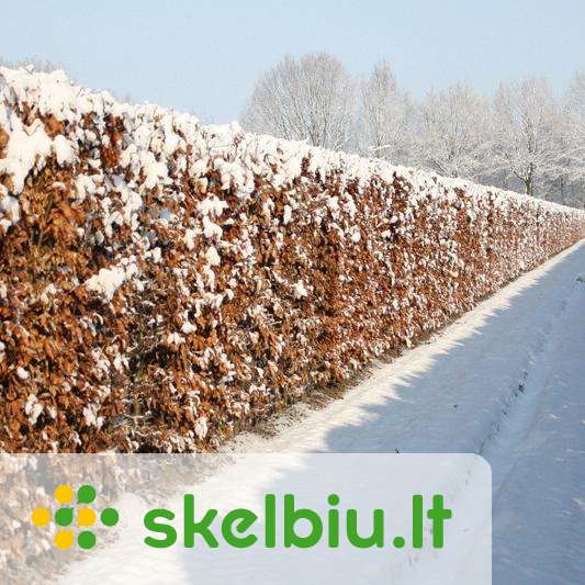 Bukai,skroblai,kalninės pušys,gudobelės,ligustrai - Skelbiu.lt