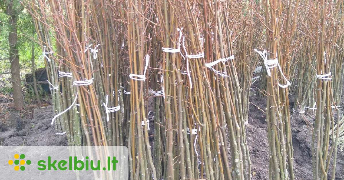 Miško sodinukai liepa, ąžuolas - Skelbiu.lt