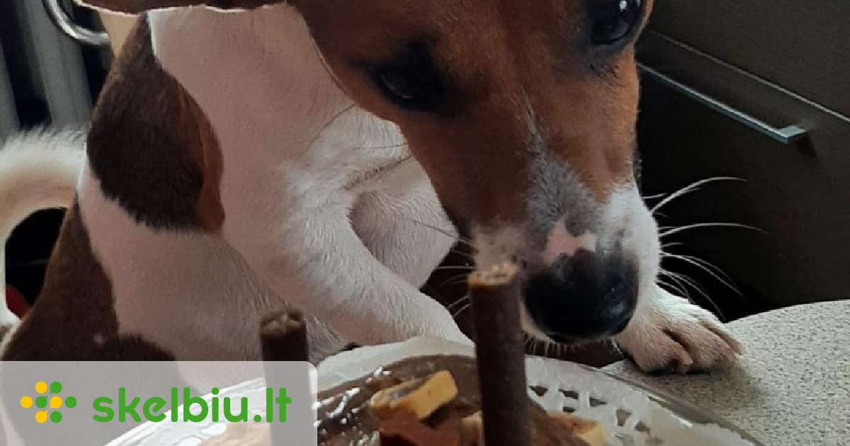 Džeko Raselo Terjeras ieško panelės - Skelbiu.lt