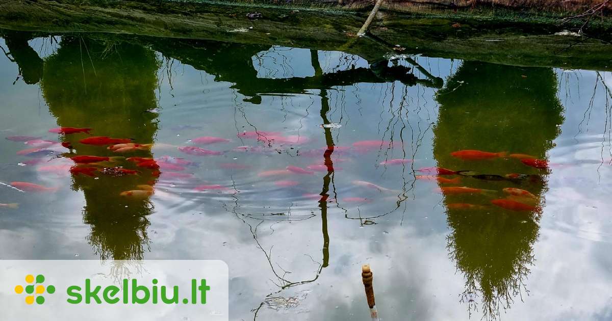 Dekoratyviniai karosai tvenkinio įžuvinimui - Skelbiu.lt