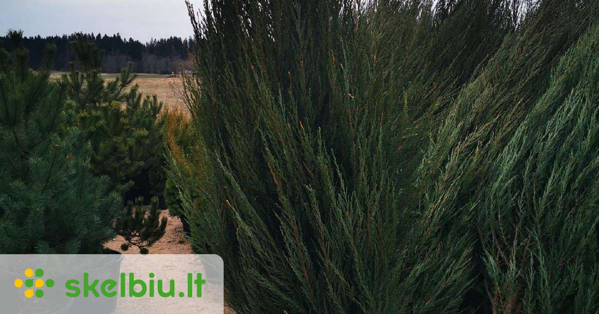 Uolinis kadagys Blue Arrow koloninis kadagys 2.20m - Skelbiu.lt