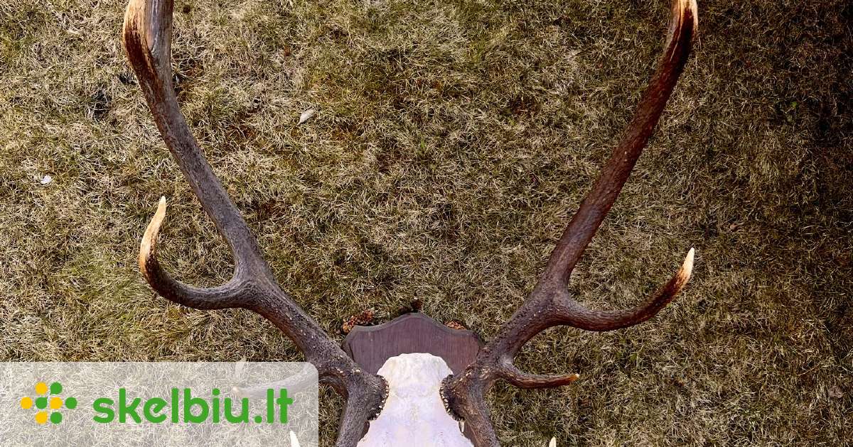 Elnio ragai - Skelbiu.lt