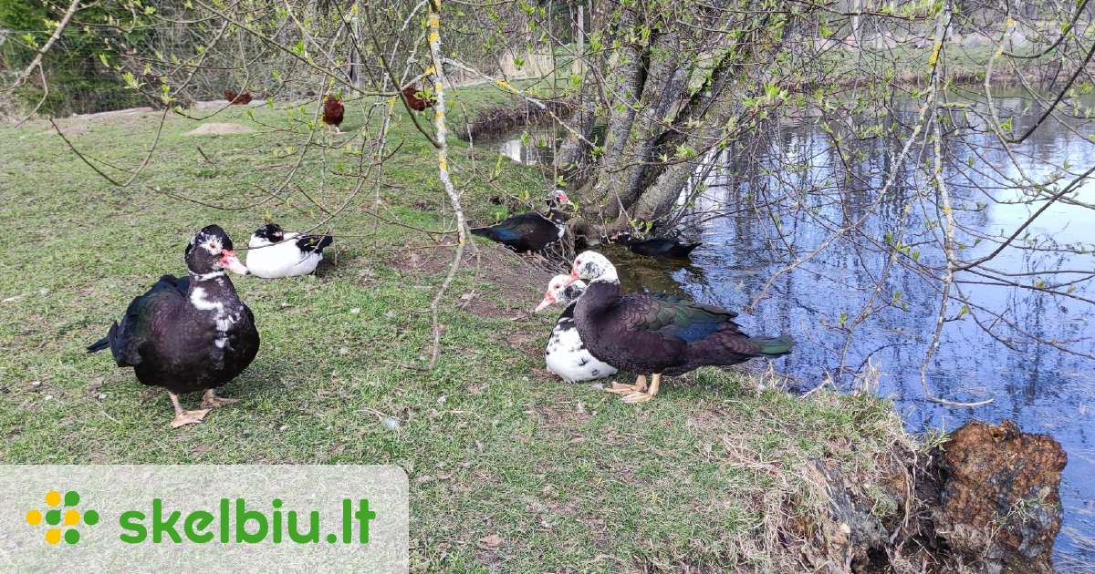 Antys ir Antinai - Skelbiu.lt