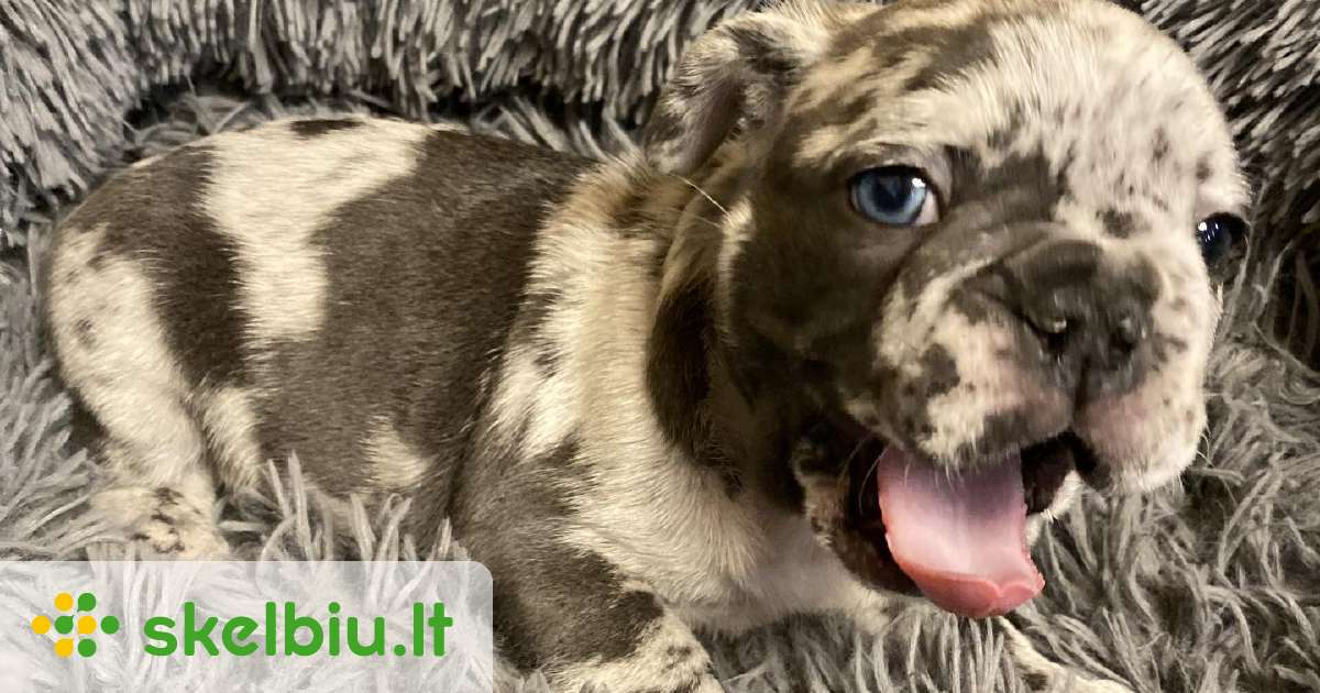 Prancūzų buldogai - Skelbiu.lt
