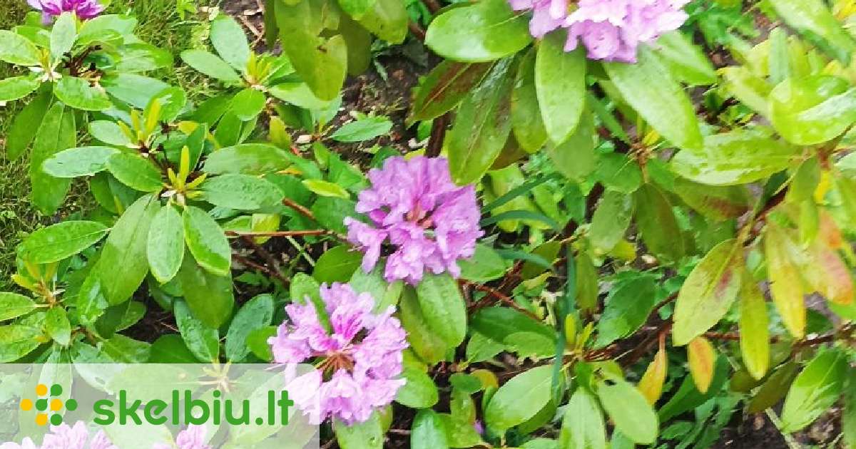 Rododendras - Skelbiu.lt