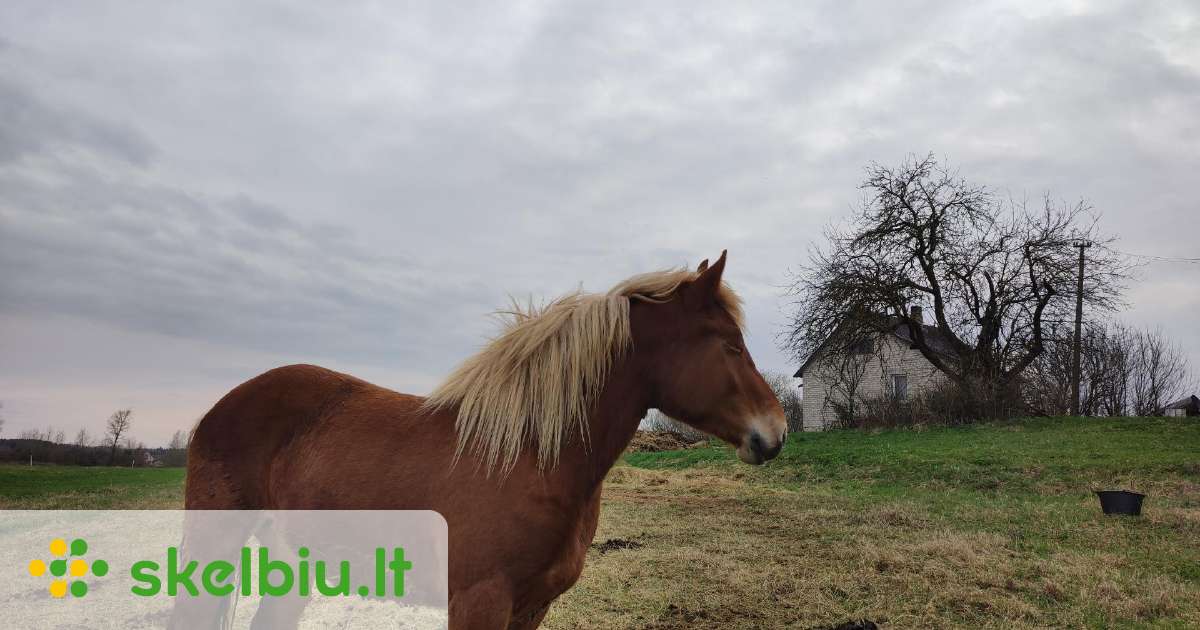 Arkliai . - Skelbiu.lt