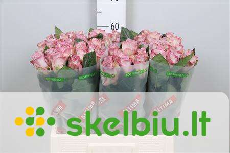 Rožės didmena Motinos dienai - Skelbiu.lt