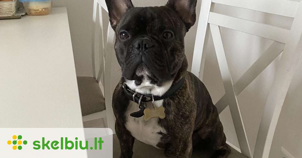 Prancūzų buldogas ieško patelės - Skelbiu.lt