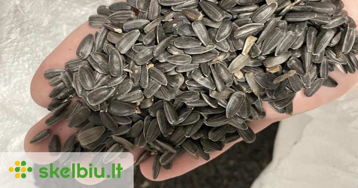Paprastosios saulėgrąžos sėklos - Skelbiu.lt