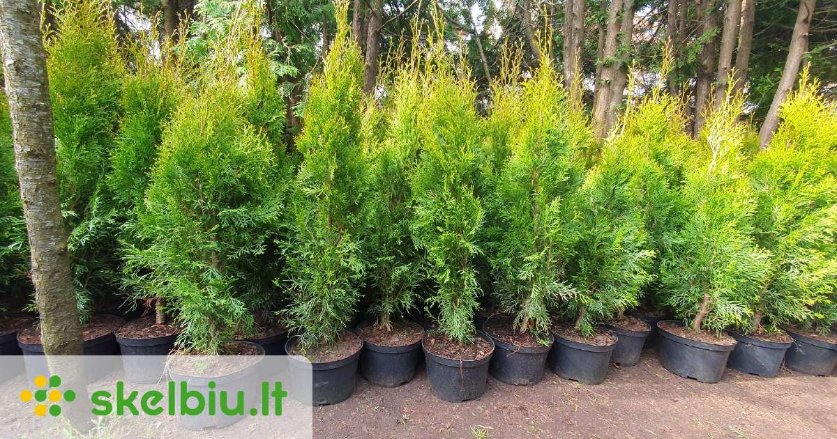 Tujos Smaragd 100-115cm vazonėliuose Premium klase - Skelbiu.lt
