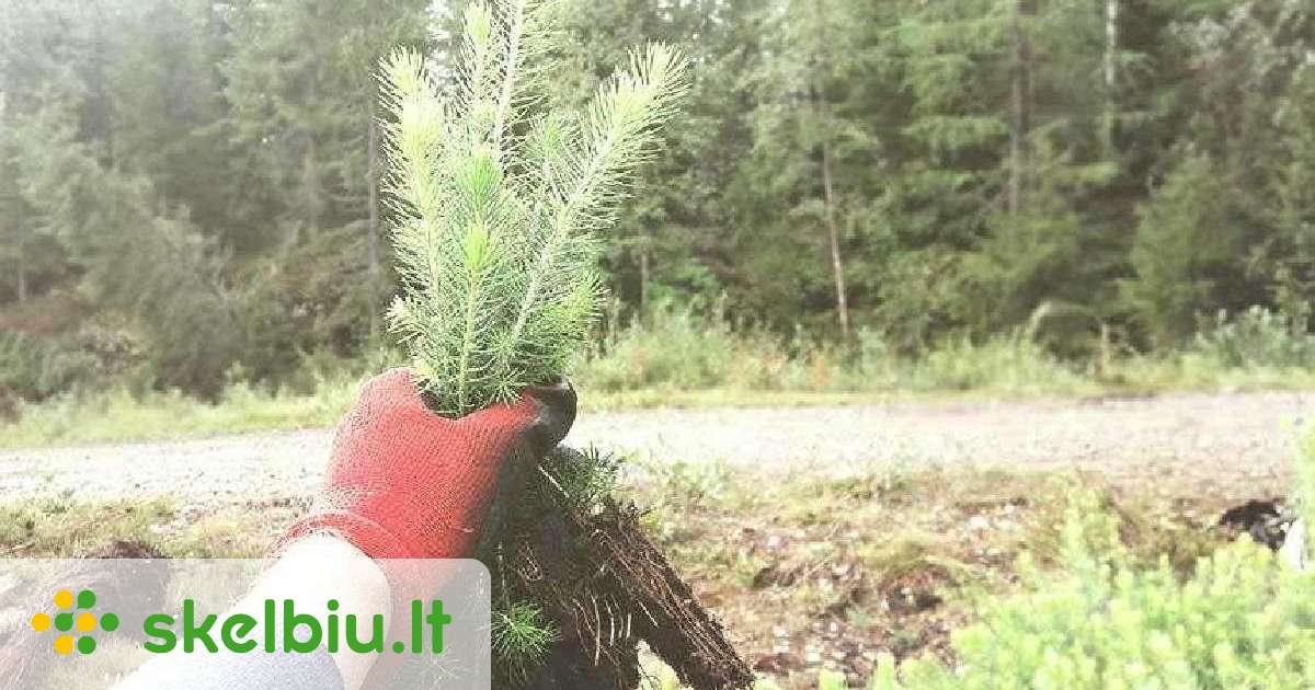 Miškų ūkio darbininkas Skandinavijoje - Suomijoje - Skelbiu.lt