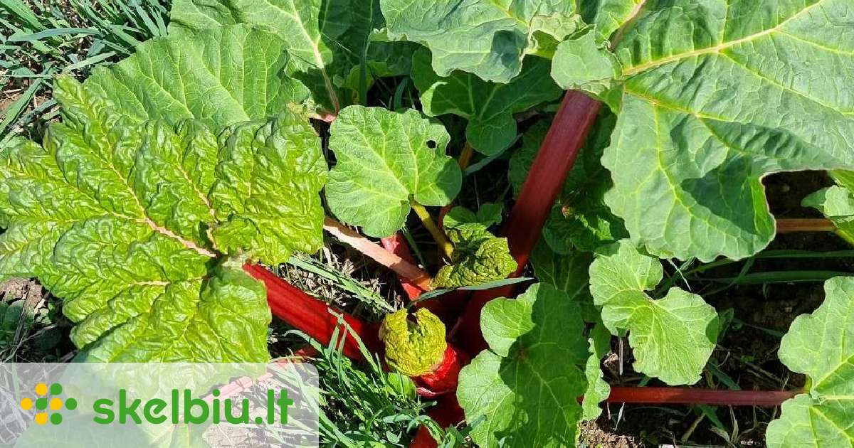Šviežūs rabarbarai - Skelbiu.lt
