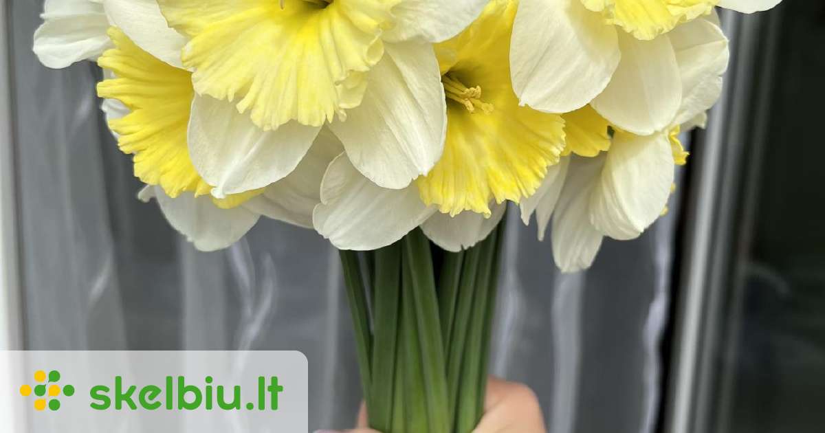 Narcizų pardavimas - Skelbiu.lt