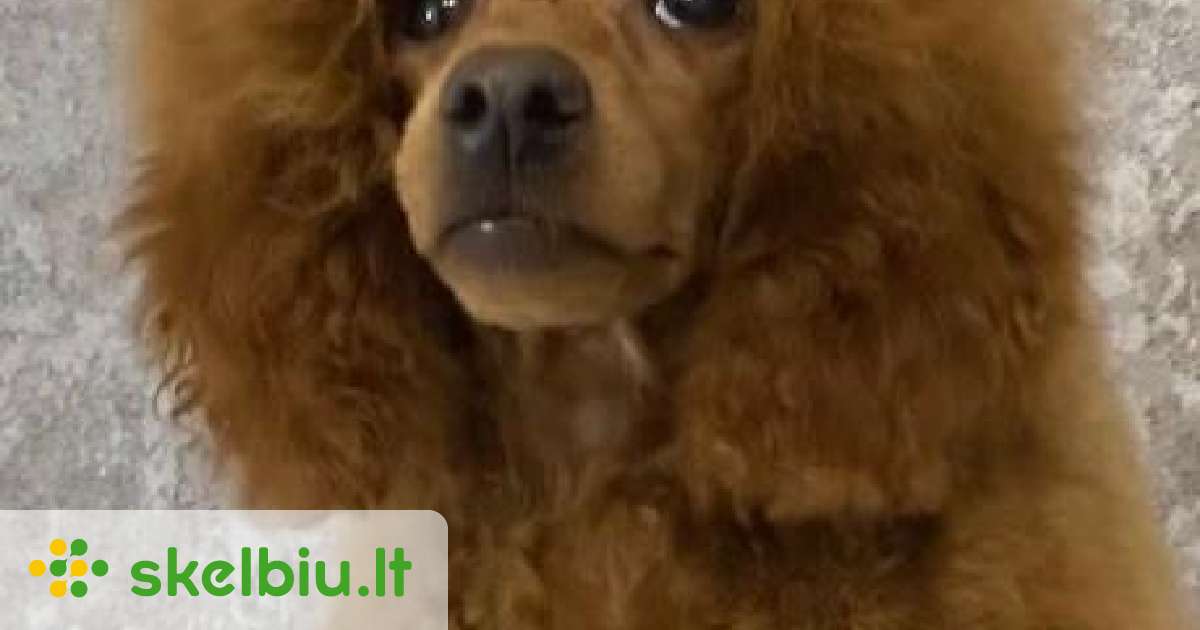 Pudeliai su Fci kilmes dokumentais - Skelbiu.lt