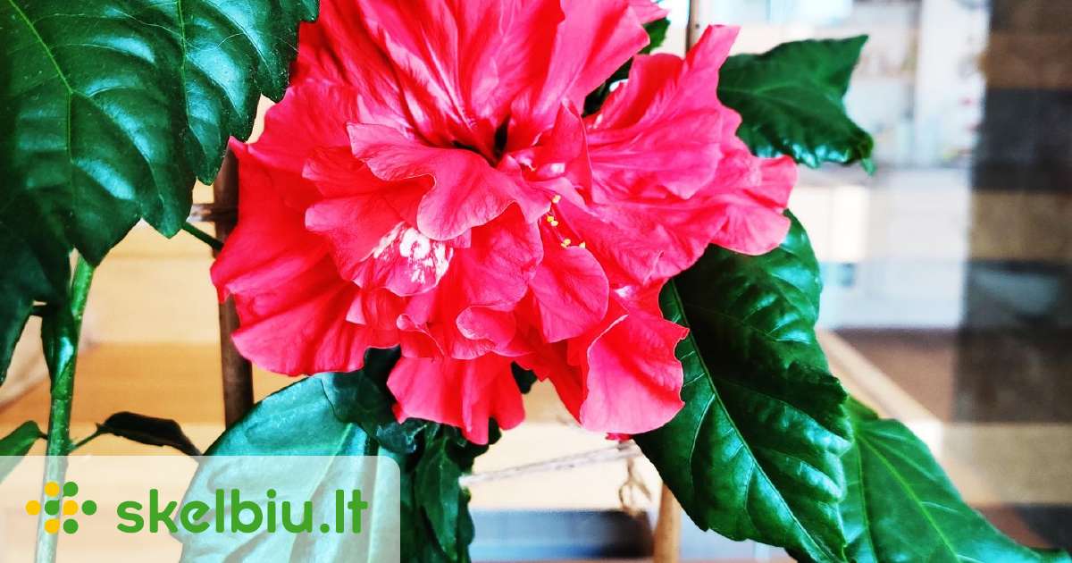 Kambarinė gėlė -"kiniška rožė" - Skelbiu.lt