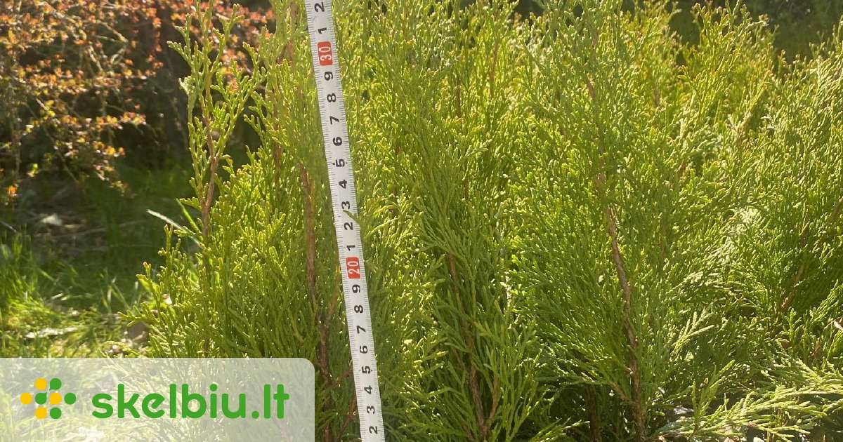 Tujos Smaragd 3 metų50-60, skroblas, bukas 50-70cm - Skelbiu.lt