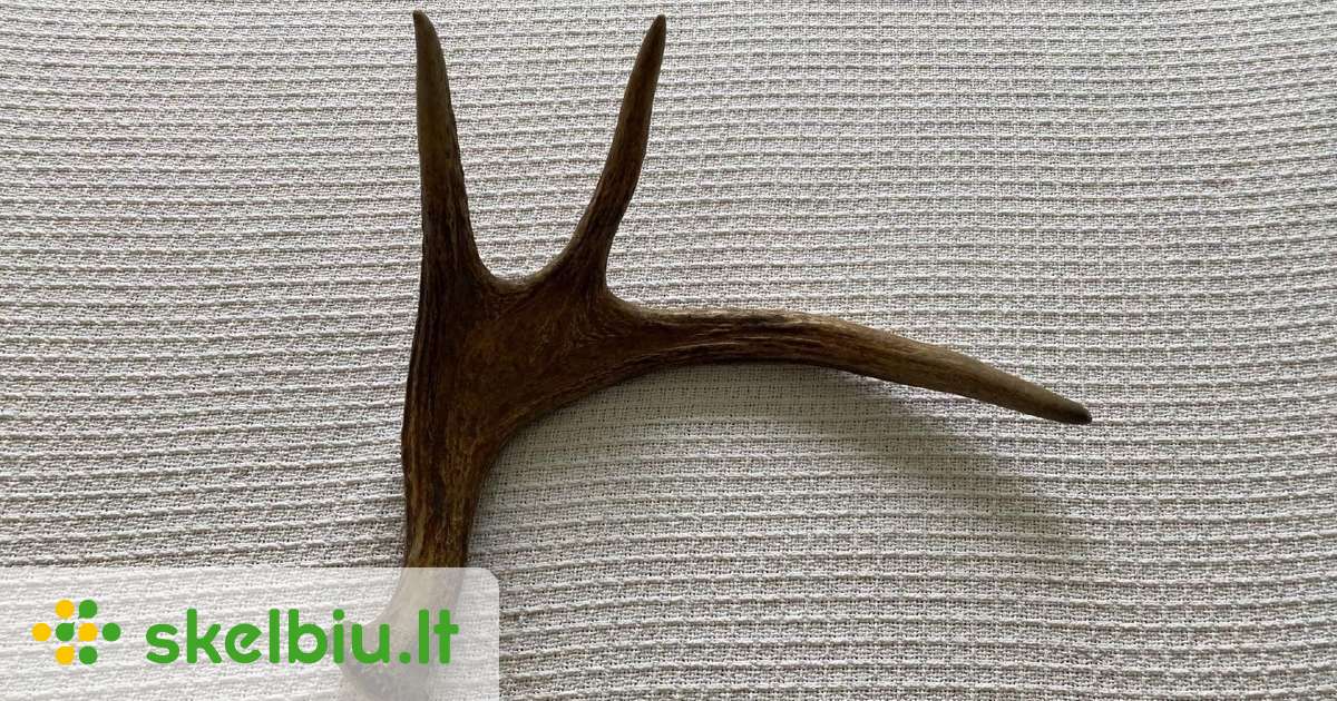 Briedzio ragas - Skelbiu.lt