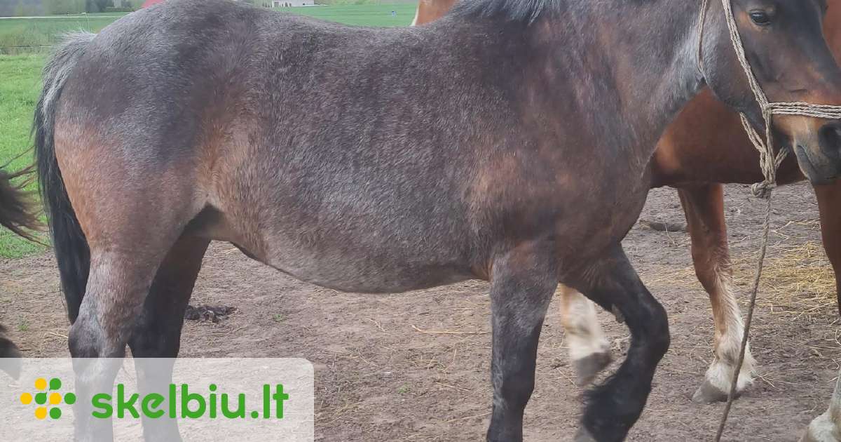 Kumele 9m - Skelbiu.lt