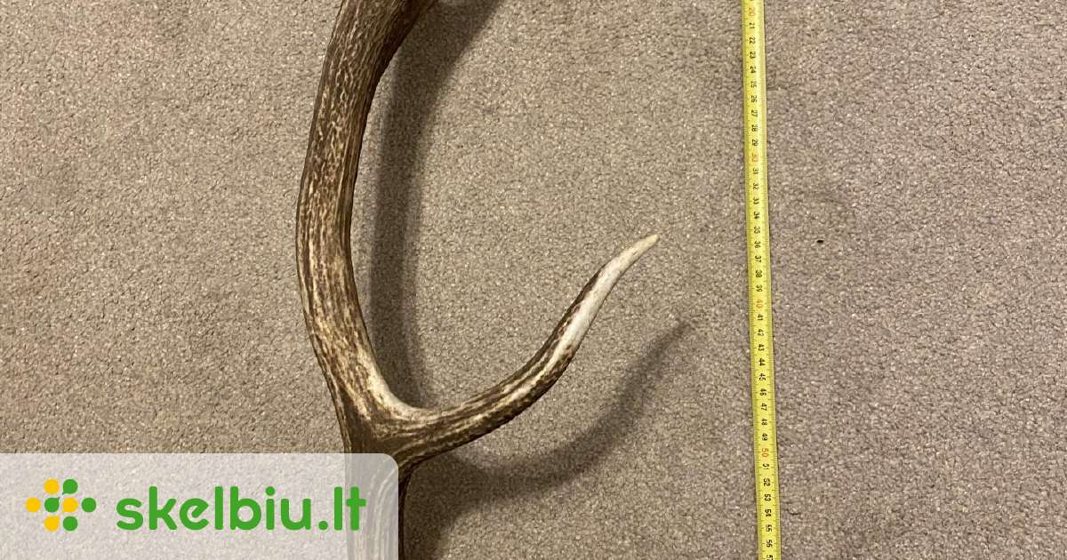 Briedžio ragas - Skelbiu.lt