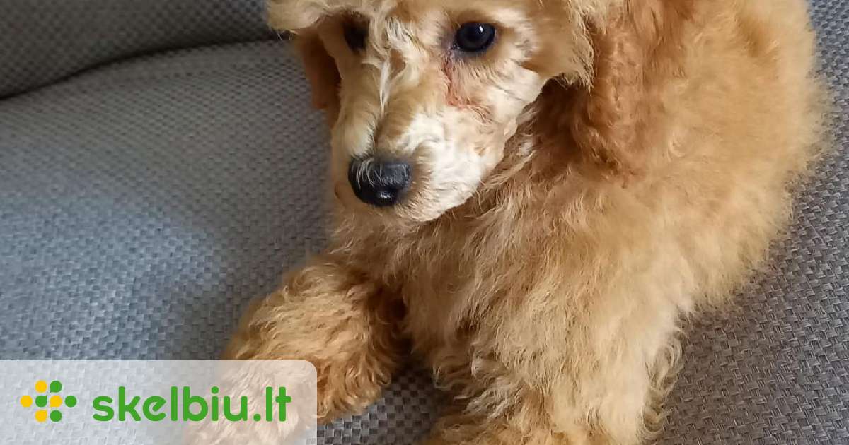 Parduodamas garbanius storuliukas pudeliukas - Skelbiu.lt