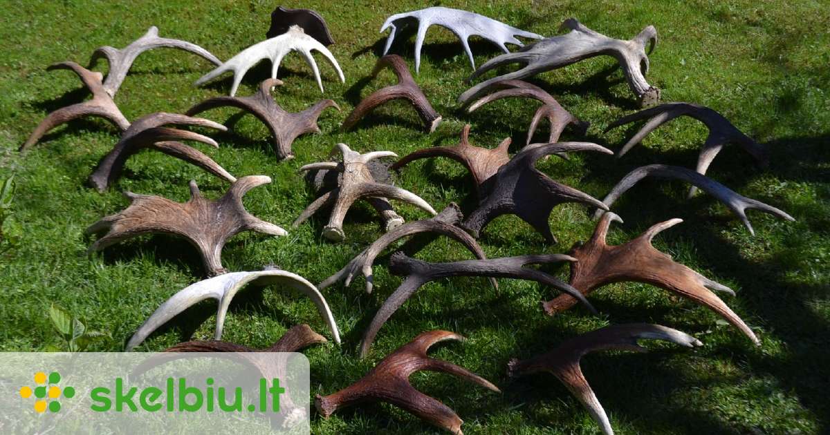 Briedziu ragai - Skelbiu.lt