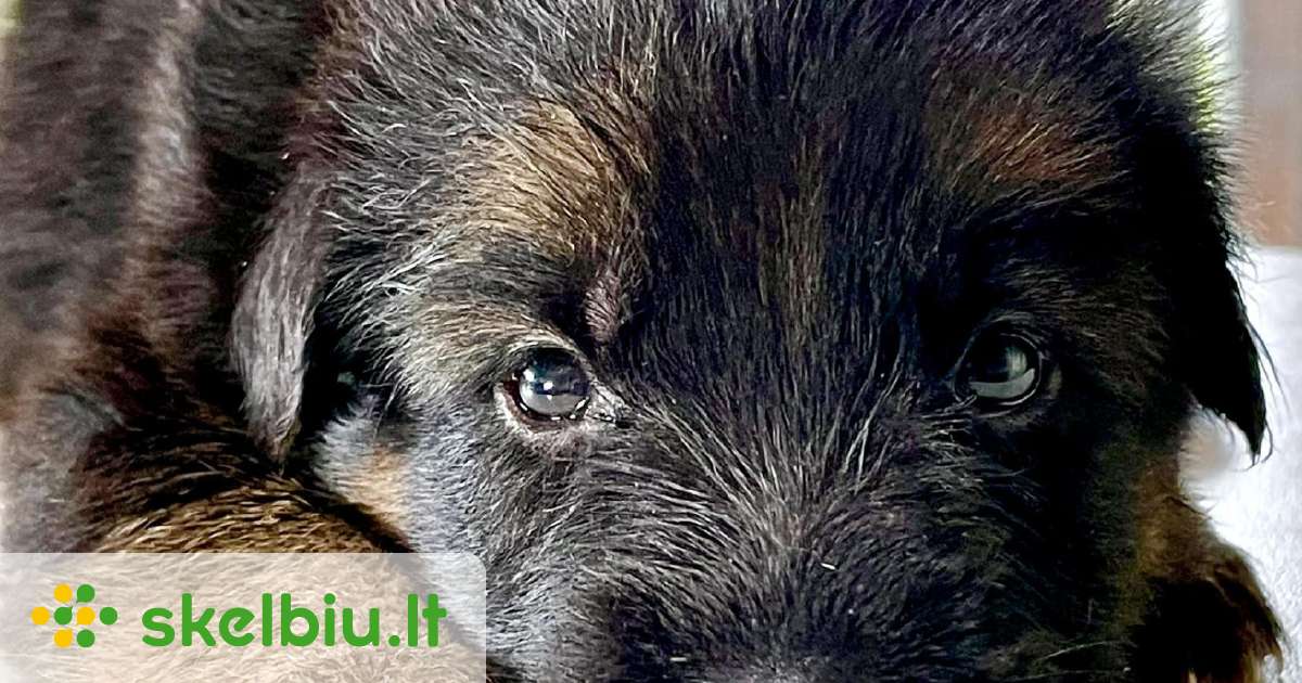 vokieciu aviganiu suniukai skelbimai - Skelbiu.lt