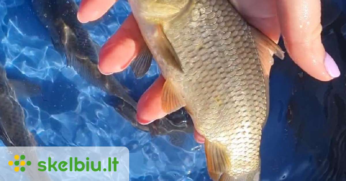 Karpis su žvynais - sazanas. Mailius įžuvinimui. - Skelbiu.lt