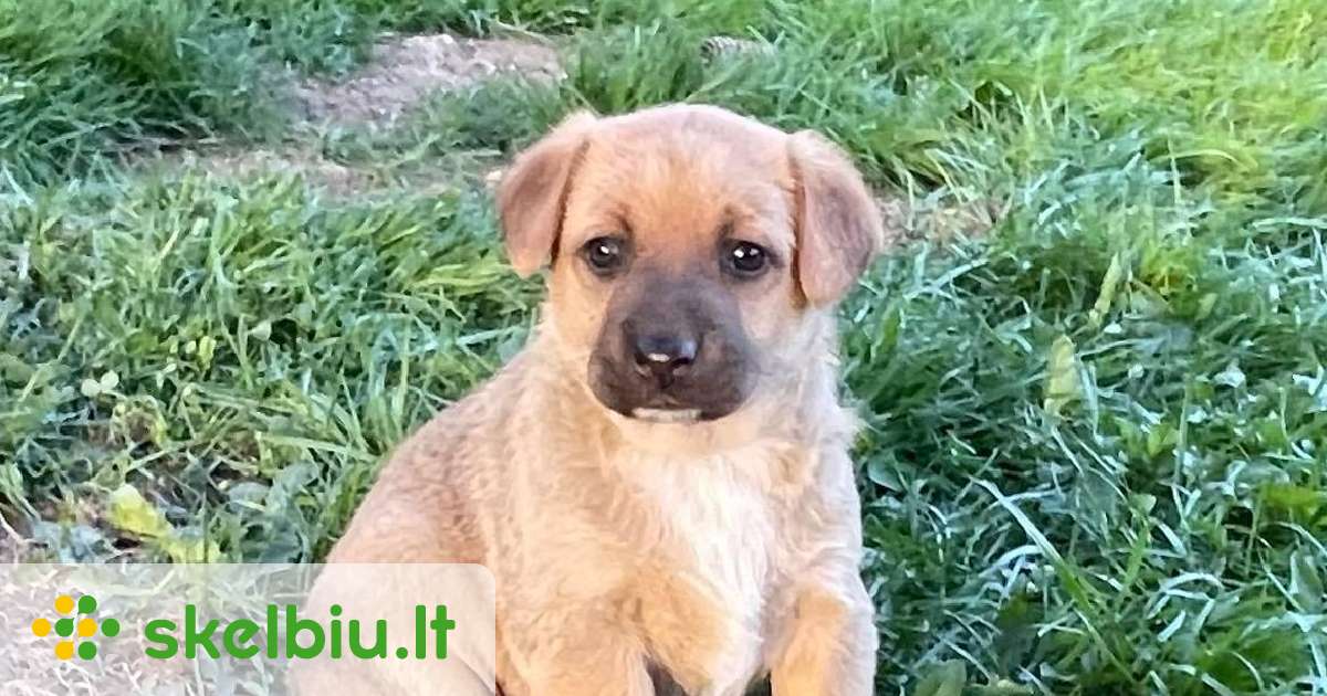 Dovanojami vilko mišrūnai šuniukai, - Skelbiu.lt