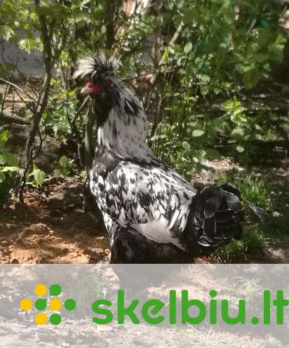 Pavlovo veislės gaidys - Skelbiu.lt