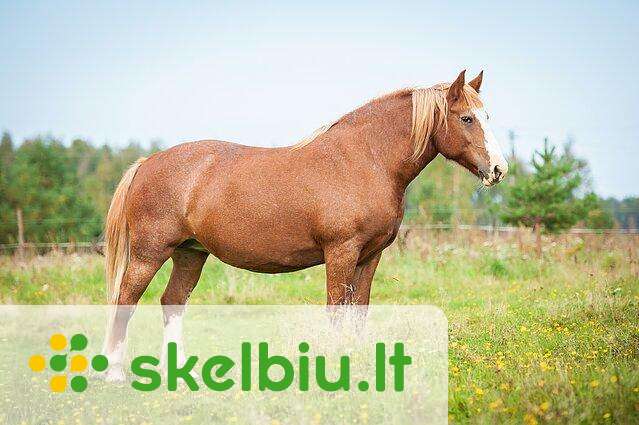 Perku arklius visoje lietuvoje - Skelbiu.lt