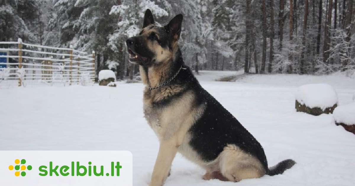 Rytu Europos aviganiai - Skelbiu.lt