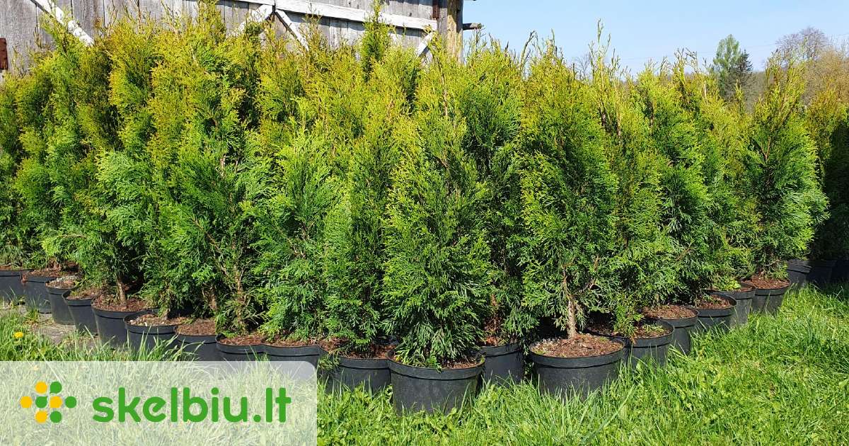 Tujos Smaragd 140-160cm vazonėliuose Premium klase - Skelbiu.lt