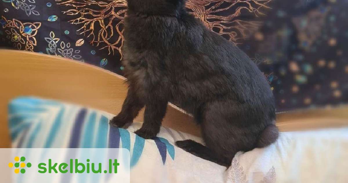 Dekoratyviniai triušiukas nykštukiniai - Skelbiu.lt