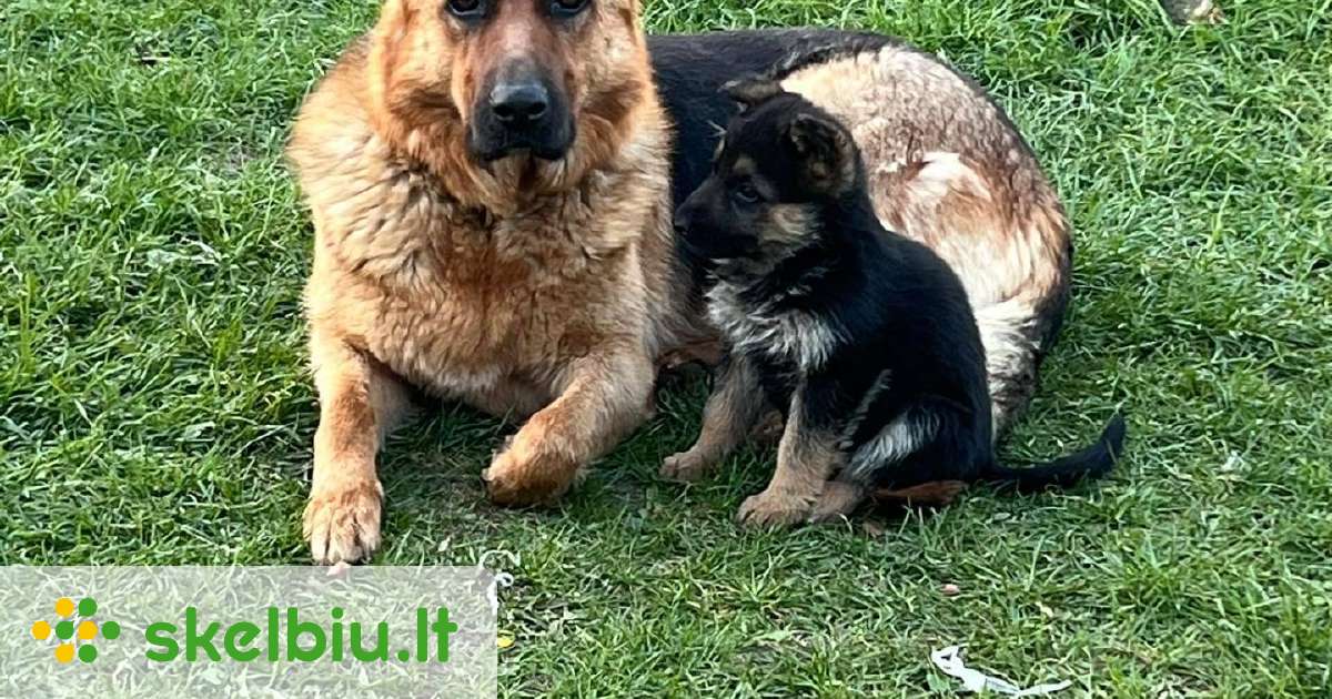 Parduodami vokiečių aviganiai - Skelbiu.lt