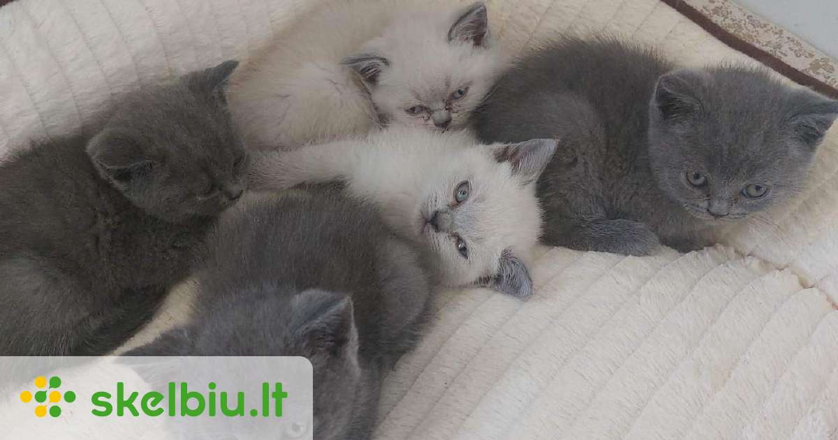 Britu trumpaplaukiai - Skelbiu.lt