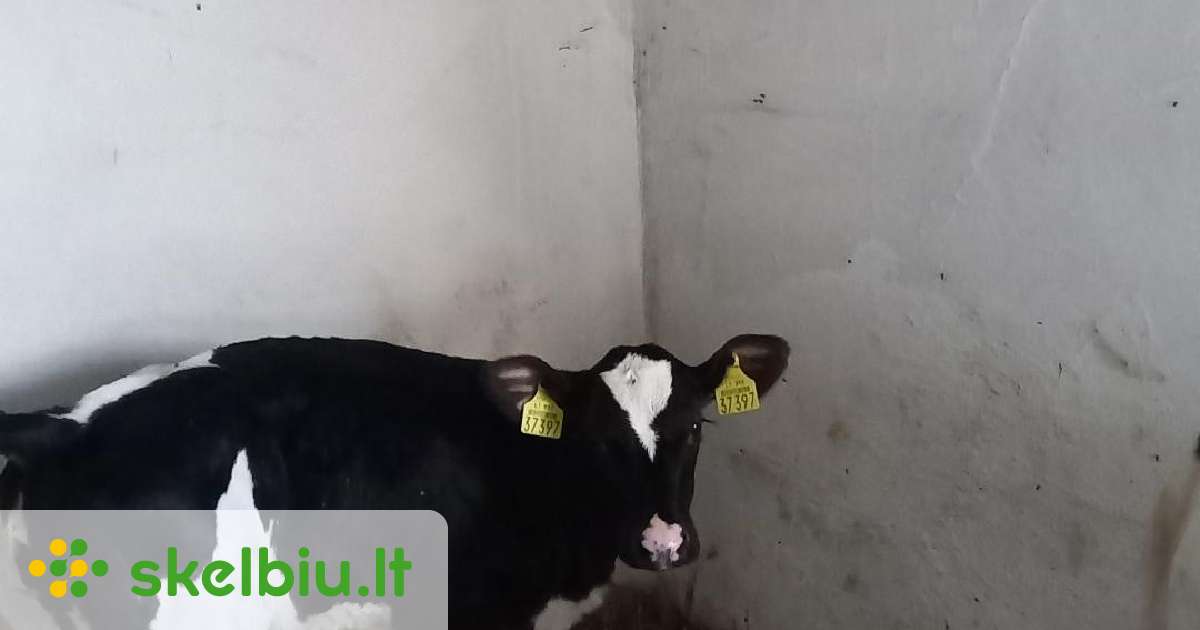 Veršiukas holšteinų ir mėsinių - Skelbiu.lt